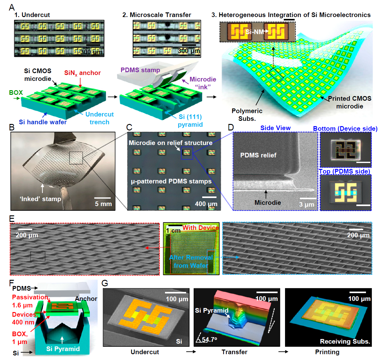 Flexible Bioelectronic Systems As Implantable Neural Interfaces For Large Scale Brain Recording