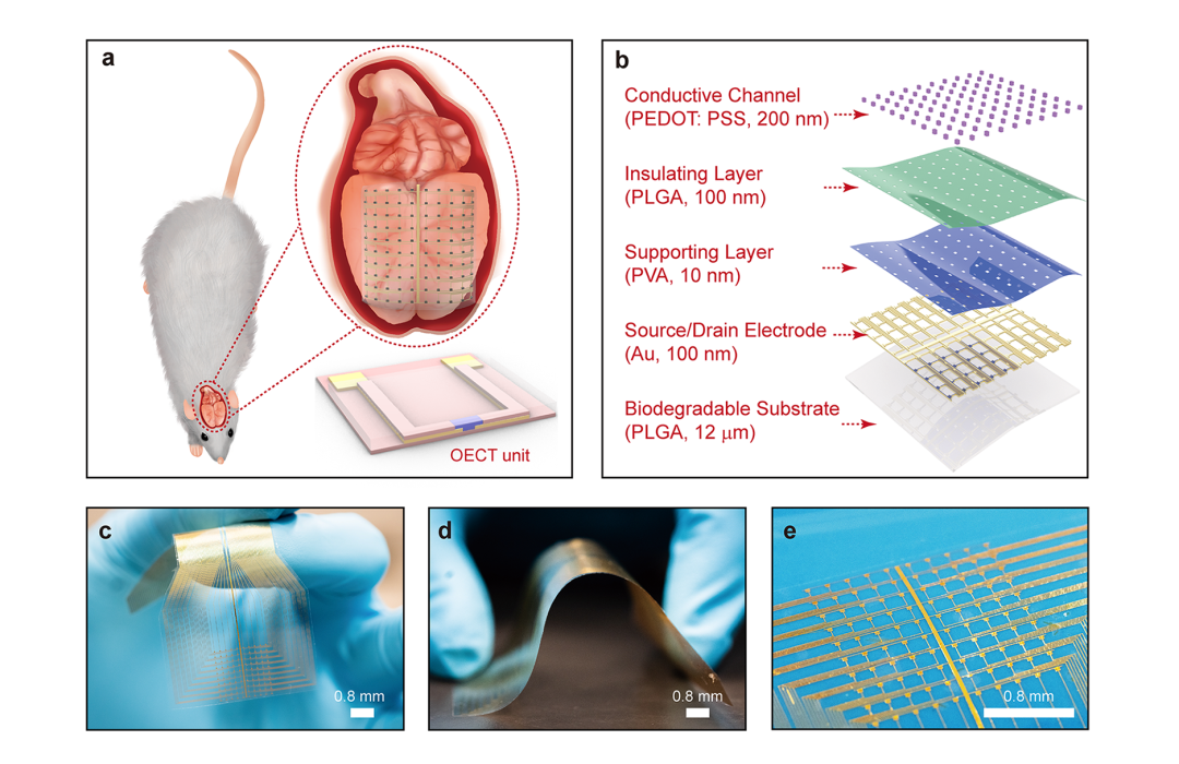 Song Enming AS: Biodegradable organic electrochemical transistor neural ...